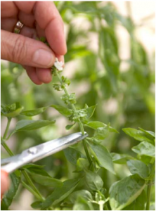 A Guide To Growing Basil - Countryside